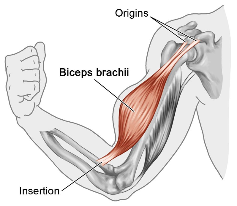 No Gym? No Problem! How to Work Biceps Without Weights