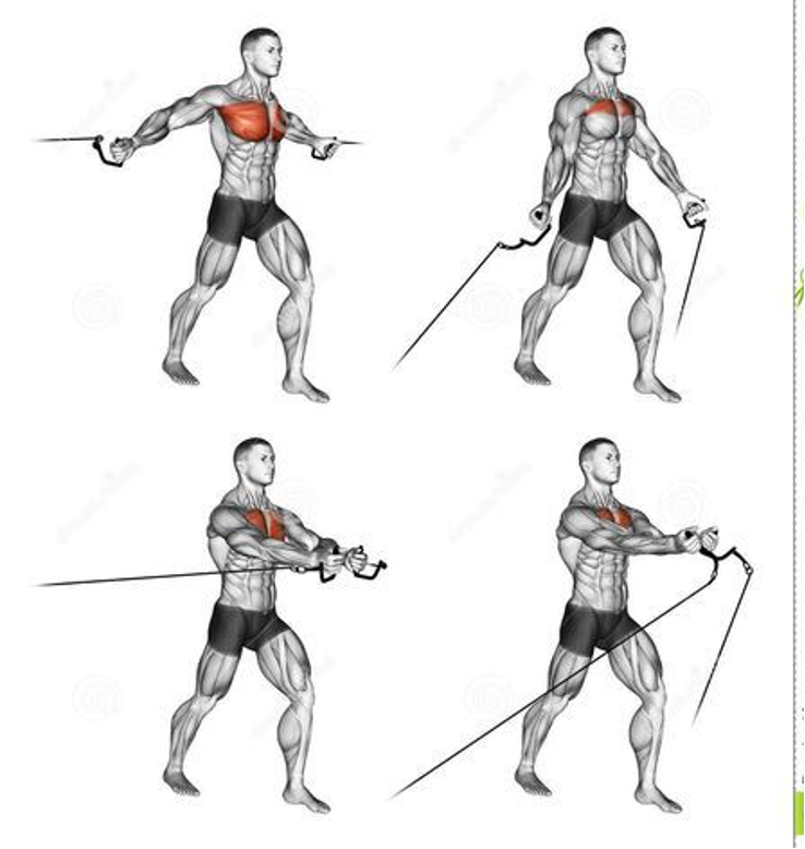 The Ultimate Guide to Cable Chest Exercises